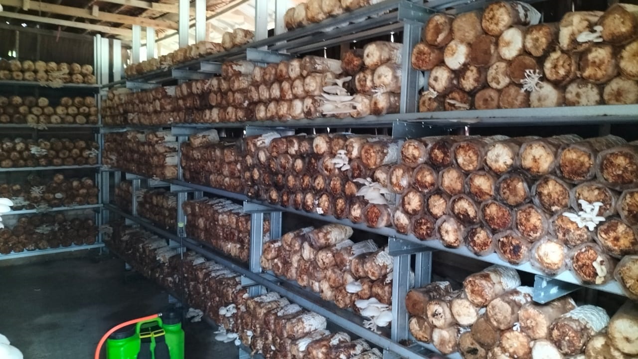 Paragon Corp dan DT Peduli Bantu Nasir Sukses Bertani Jamur | DT Peduli ...